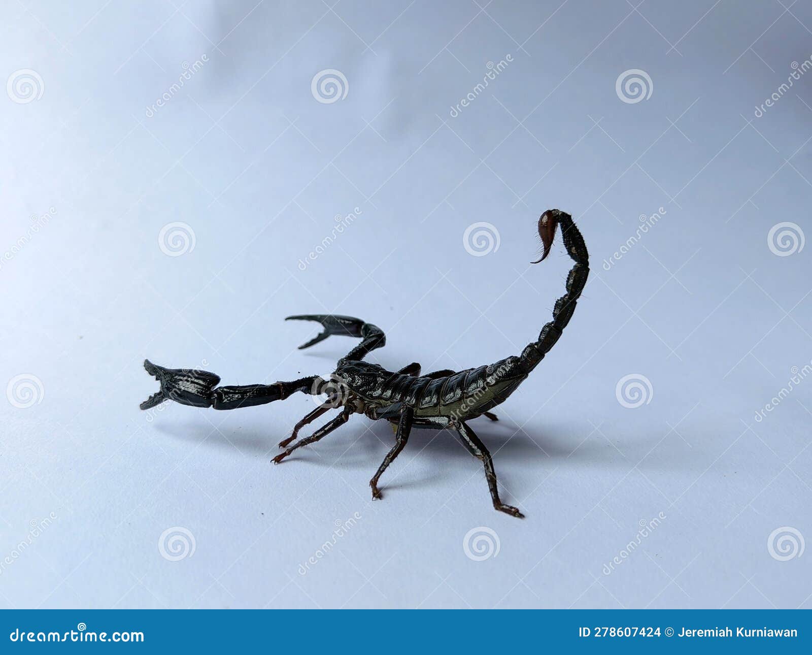 The Black Scorpion is in a Position Ready To Attack Its Prey. Stock ...