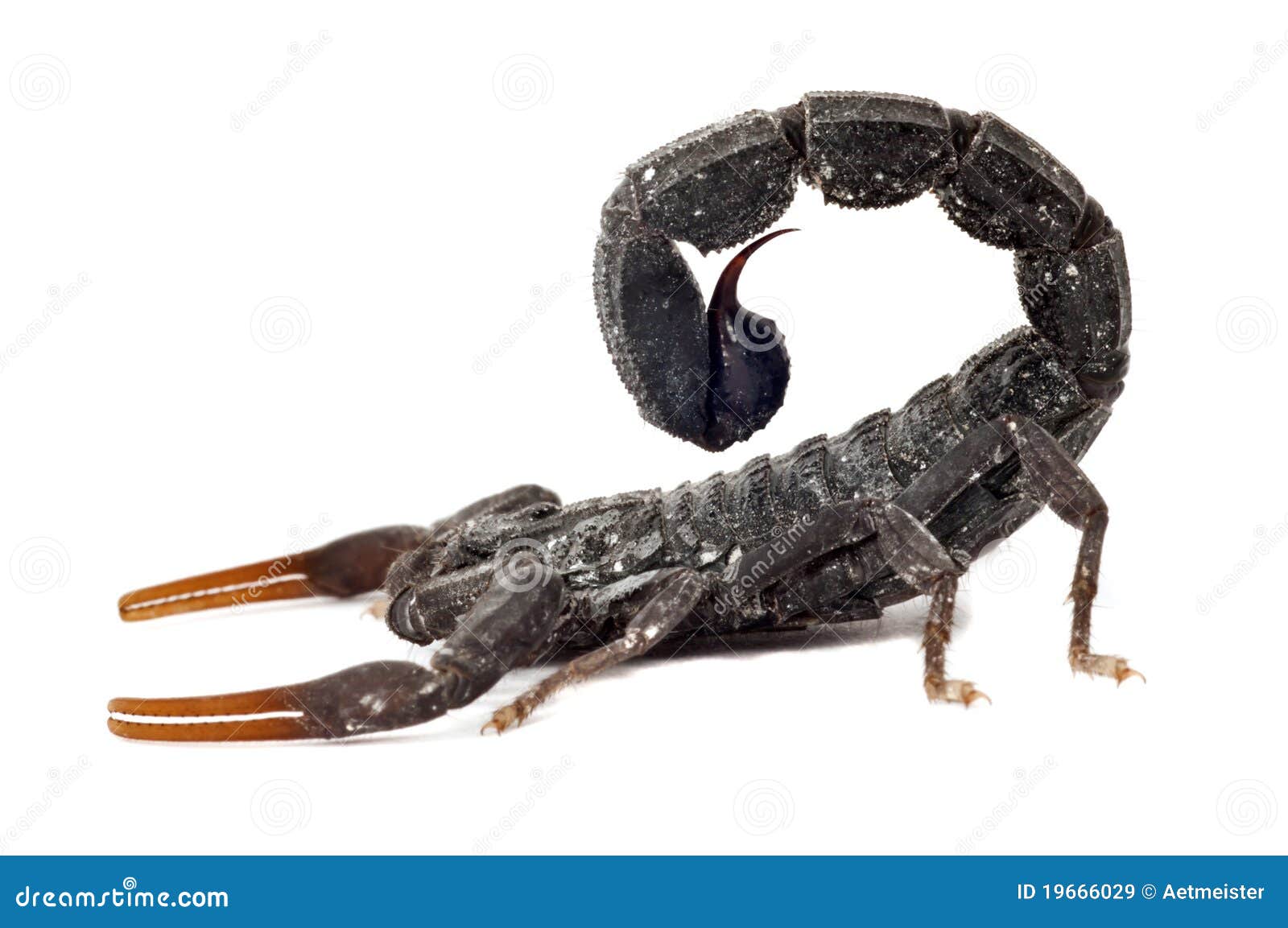 Black Scorpion Macro Photo, Dreaded Arachnid. Horrific Creature With A ...