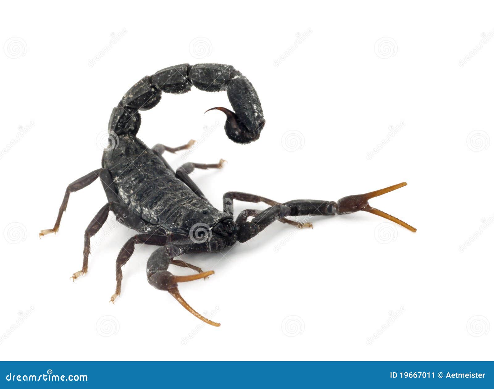 Black Scorpion Macro Photo, Dreaded Arachnid. Horrific Creature With A ...