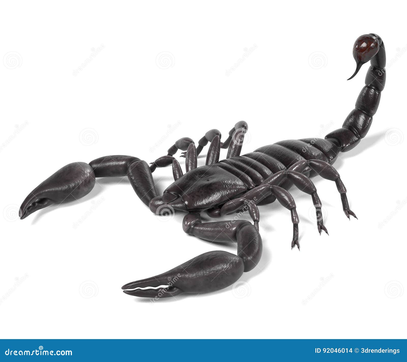 Black Scorpion Vector. Realistic Illustration Of A Scorpio On White ...