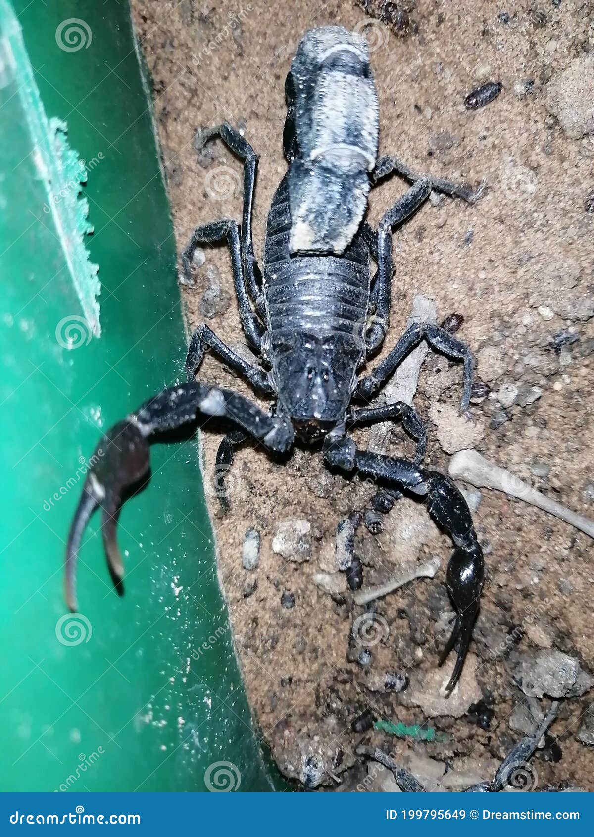 Black Scorpion it& X27;s Much Poisoning Stock Image - Image of scorpion ...