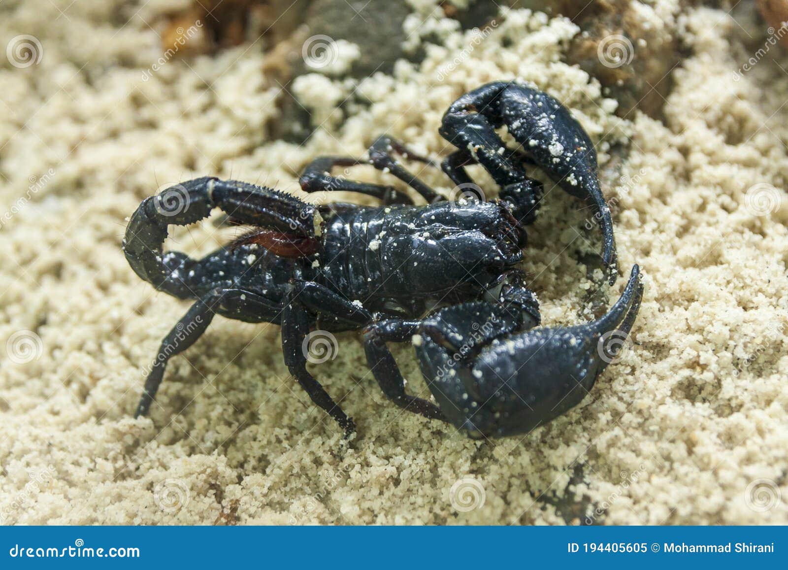 Black scorpion stock image. Image of wildlife, crab - 194405605