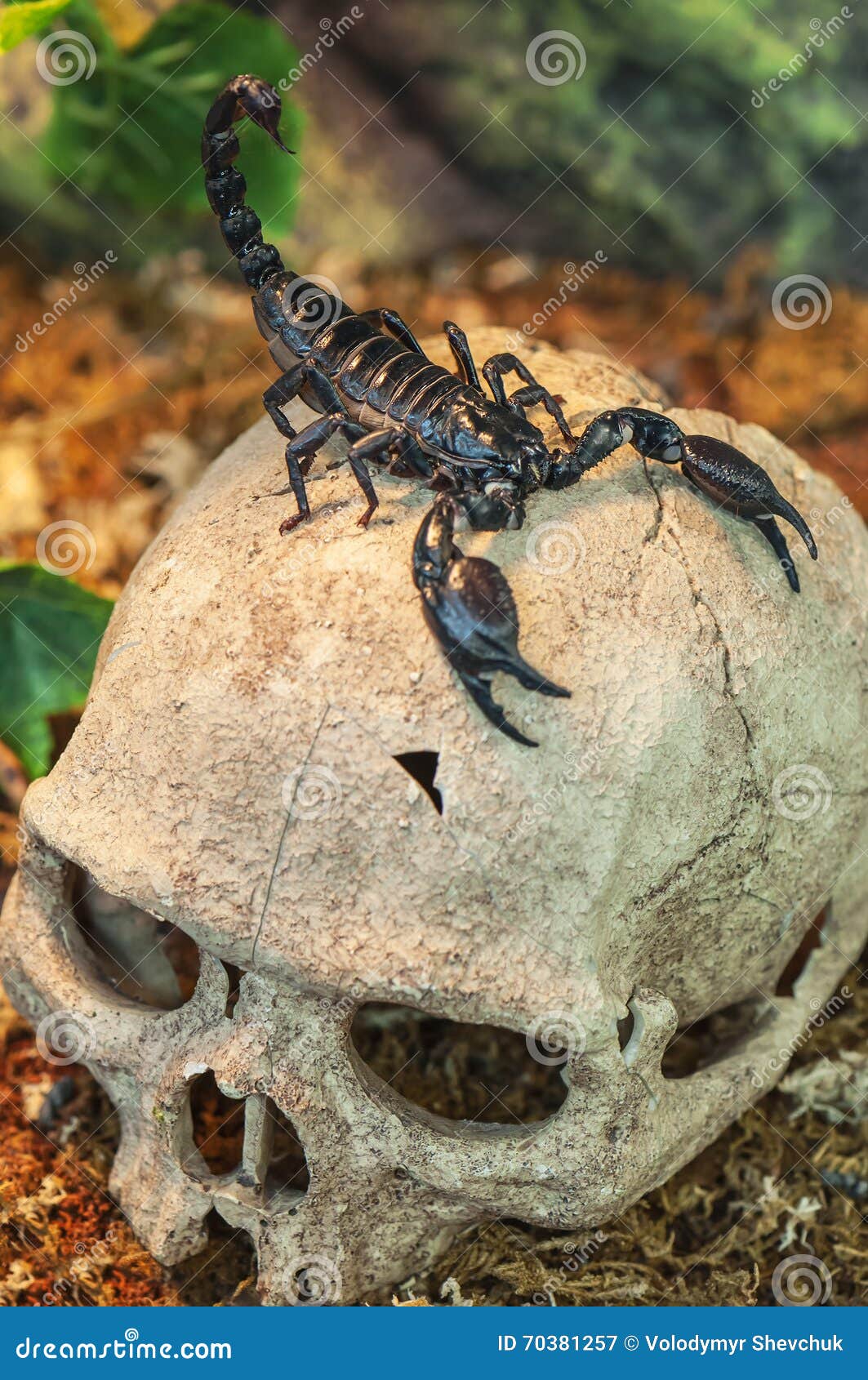 Black scorpion on skull stock image. Image of halloween - 70381257