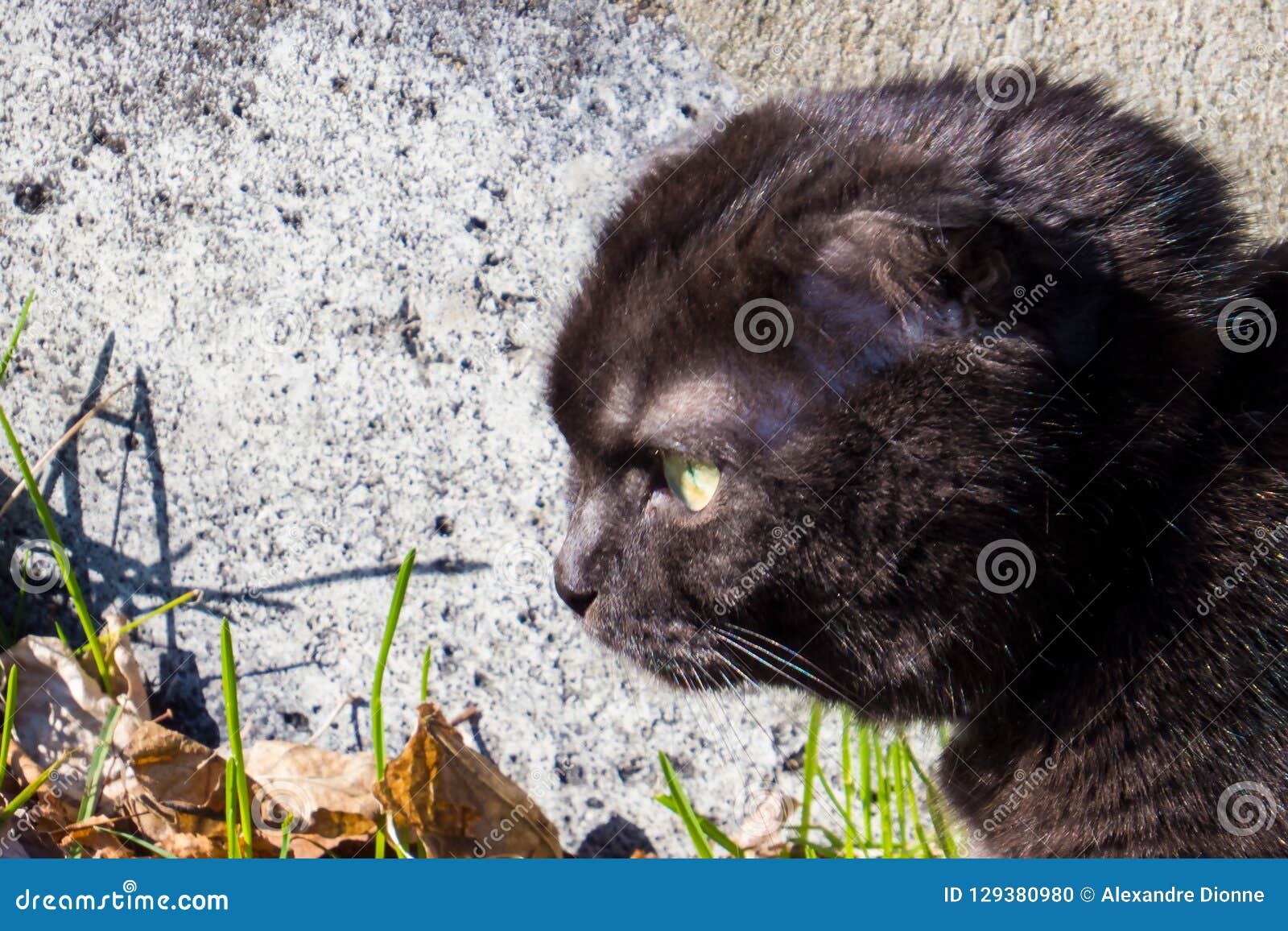 Black Scottish Fold Munchkin in the Sunlight Stock Photo - Image of ...
