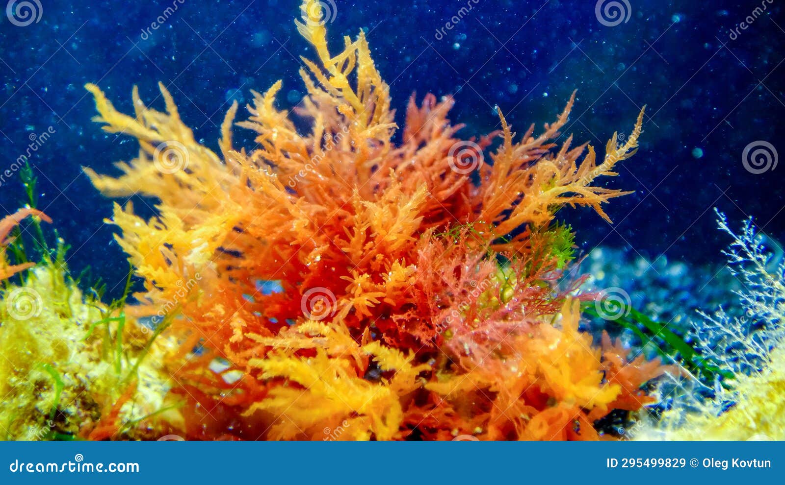 Black Sea Algae. Red Algae on Rocks in the Black Sea Stock Image ...