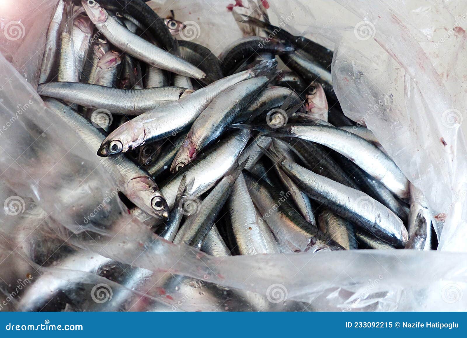 Black Sea Anchovy, Anchovy Fish, a Bag of Anchovy in Turkey Stock Image ...