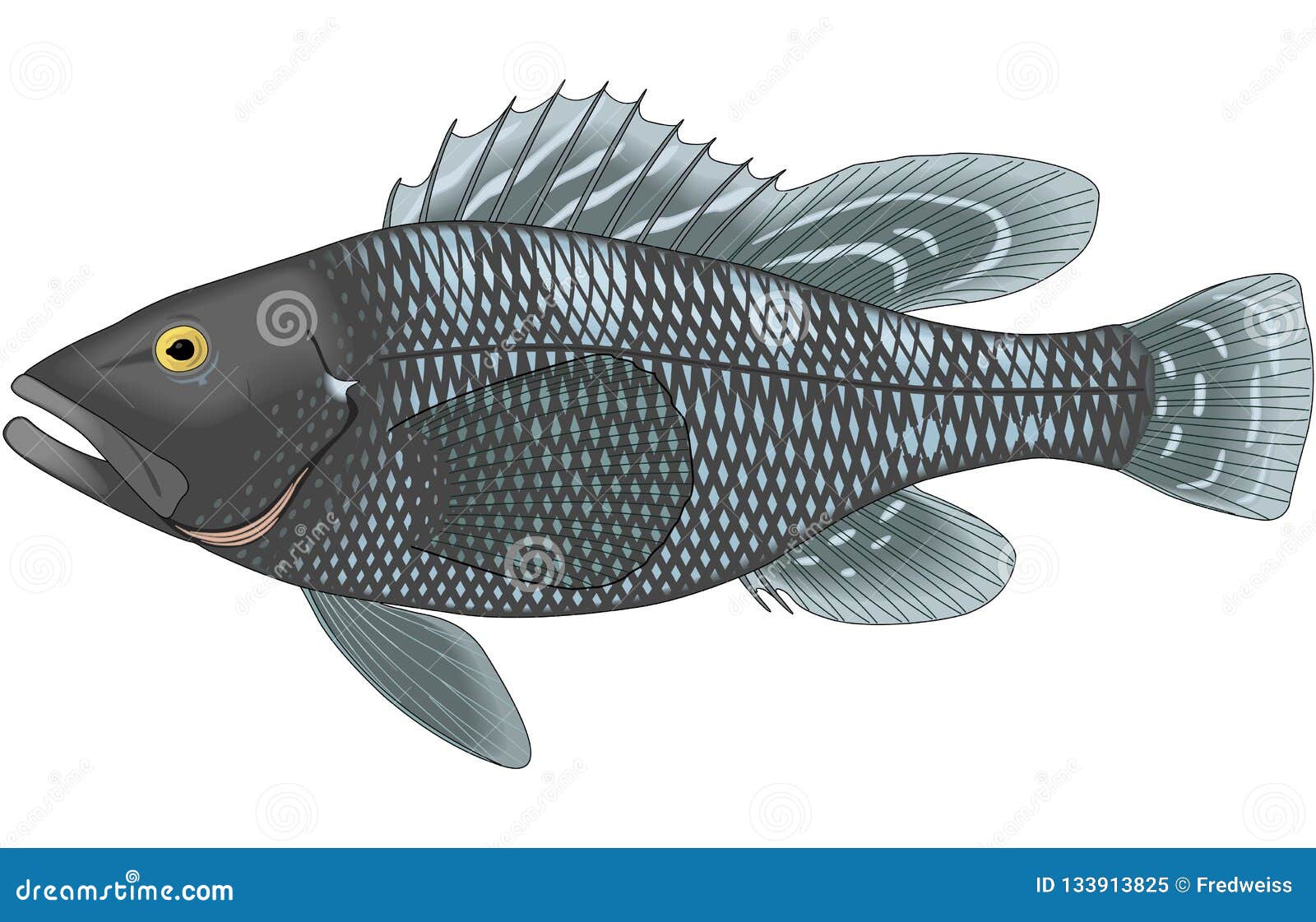 Black Sea Bass Illustration Stock Vector - Illustration of animals ...