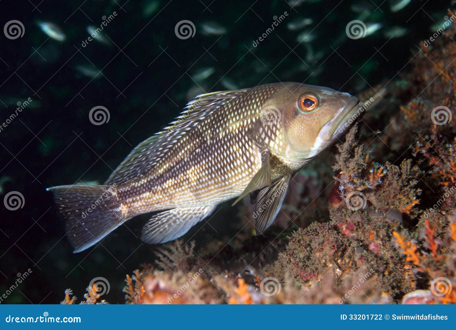 Black Sea Bass stock photo. Image of striata, marine - 33201722