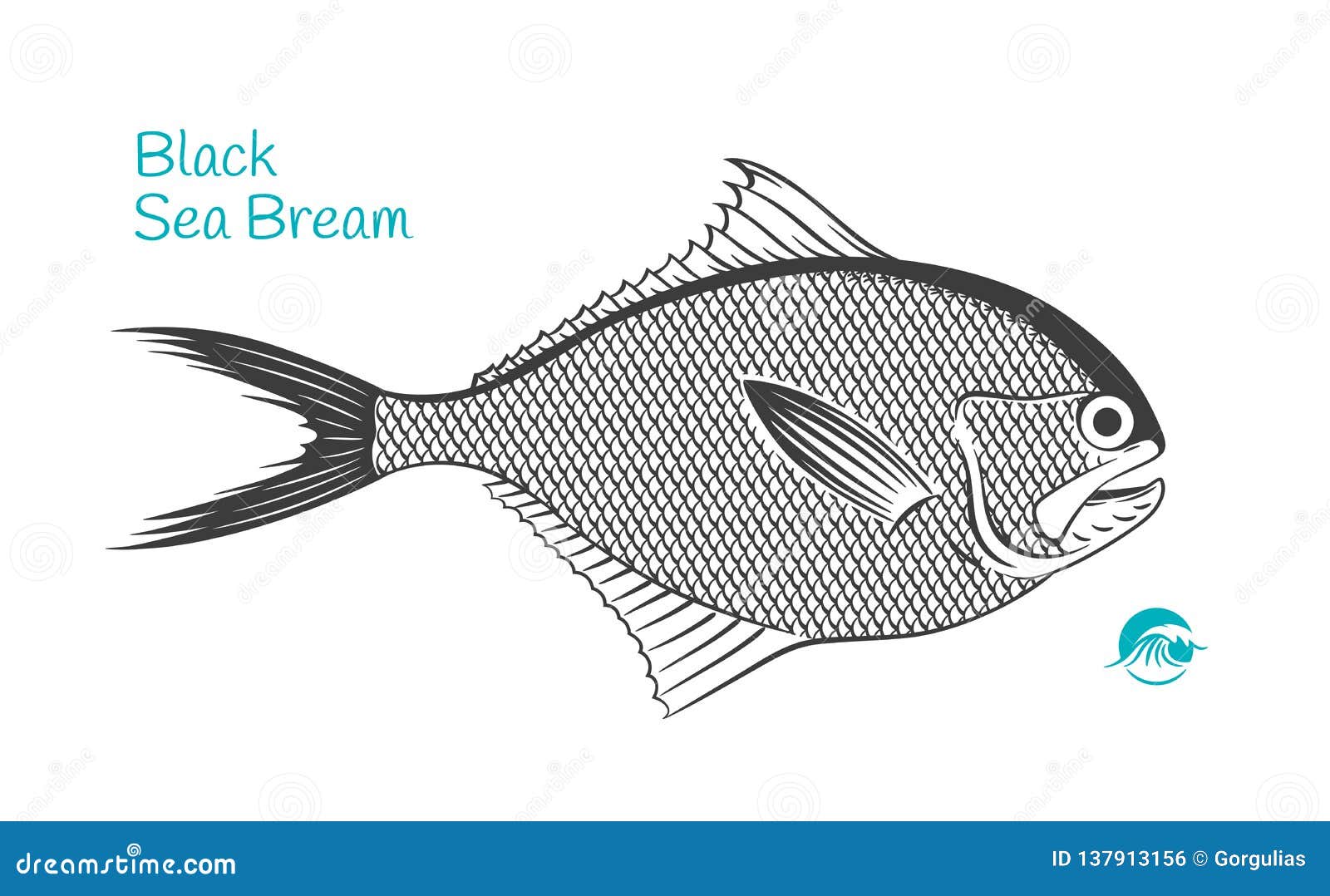 Red Sea Bream Hand Drawing Engraving Illustration Isolated On White ...