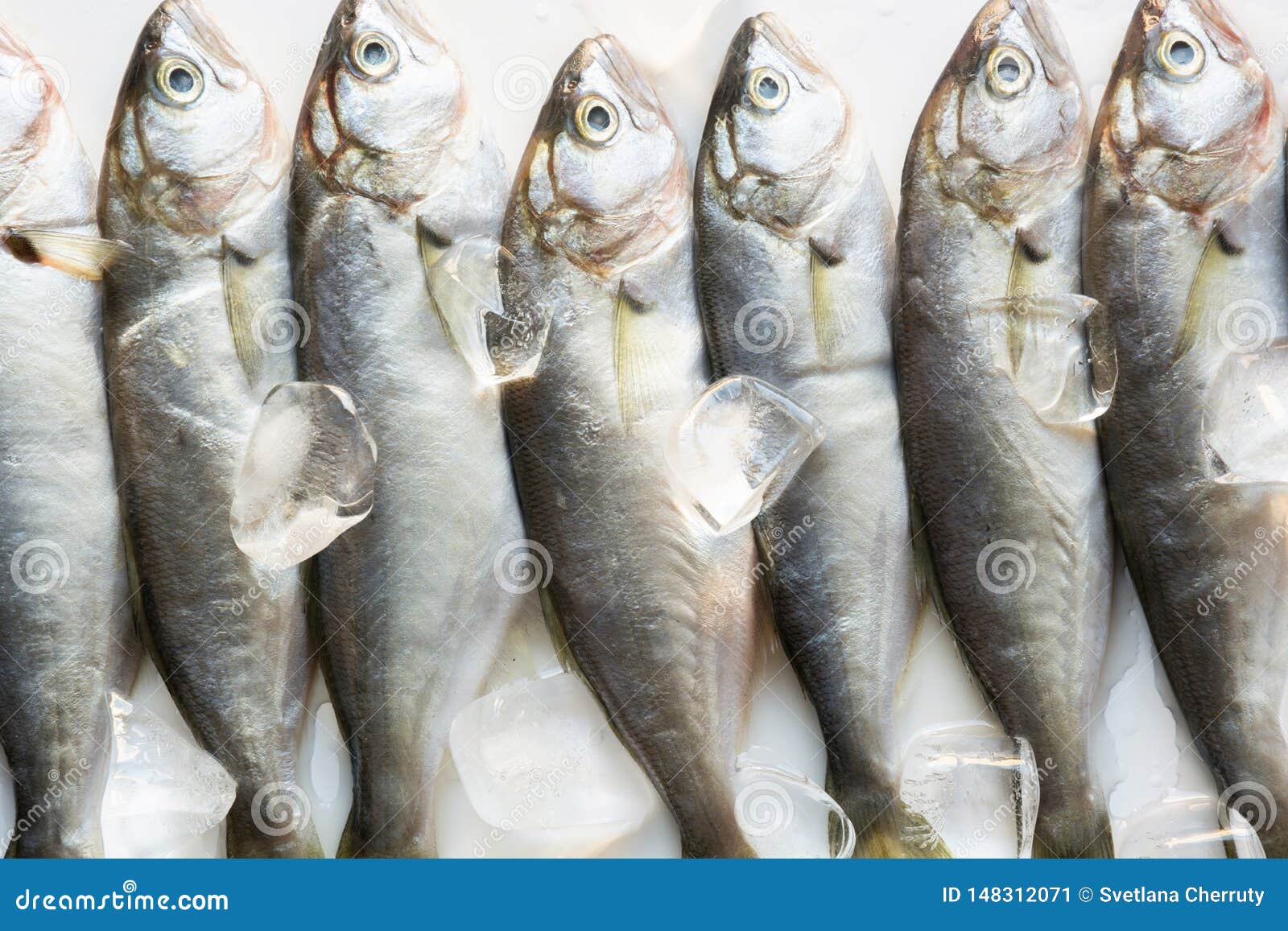 Black Sea Fresh Bluefish on White. Fish Pattern. View from Above Stock ...