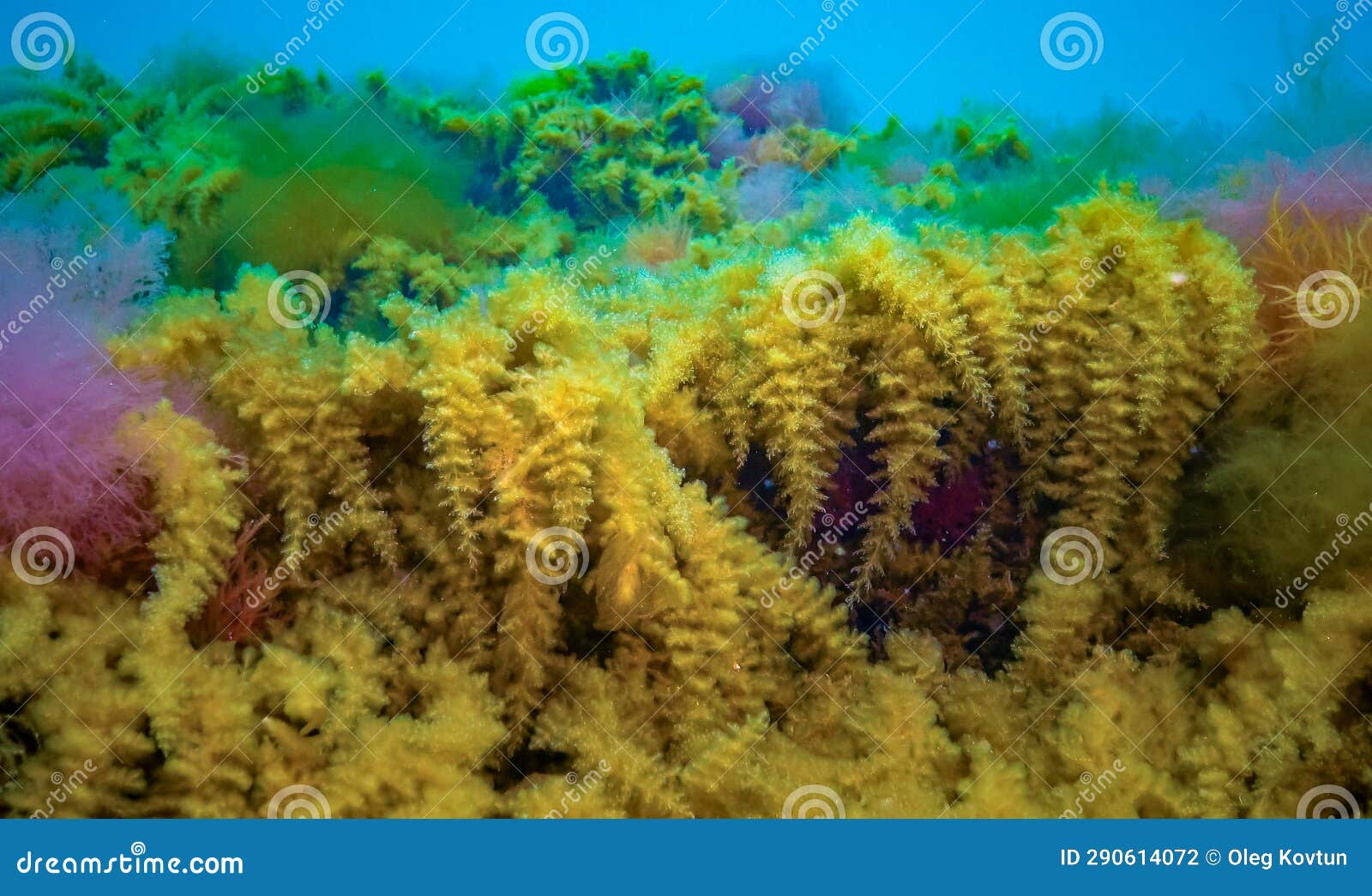 Black Sea, Hydroids Obelia, (coelenterates), Macrophytes Red and Green ...