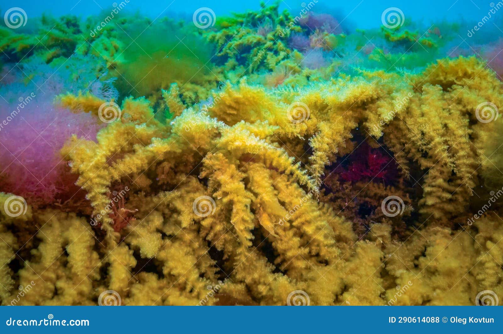 Black Sea, Hydroids Obelia, (coelenterates), Macrophytes Red and Green ...