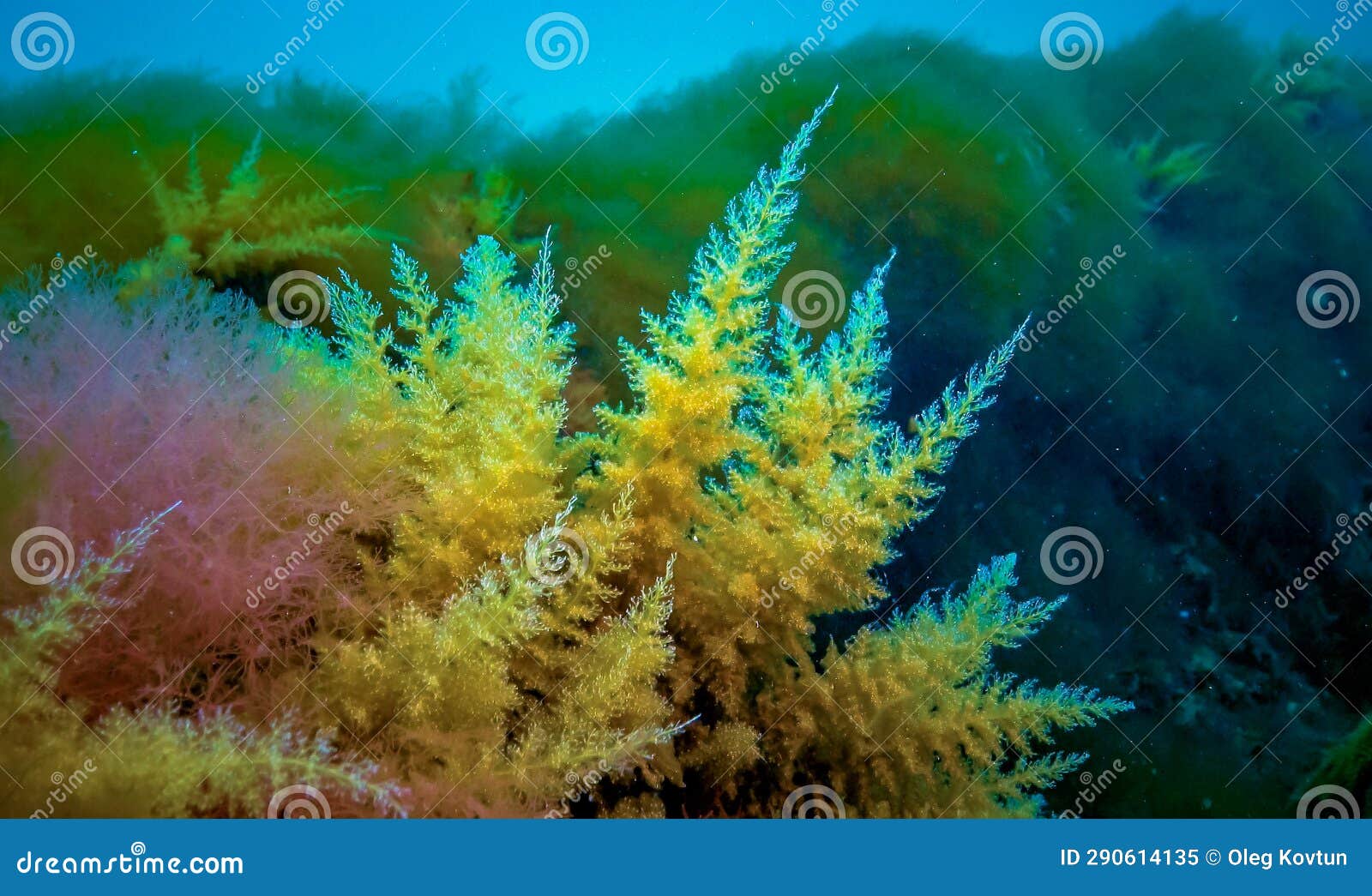 Black Sea, Hydroids Obelia, (coelenterates), Macrophytes Red and Green ...