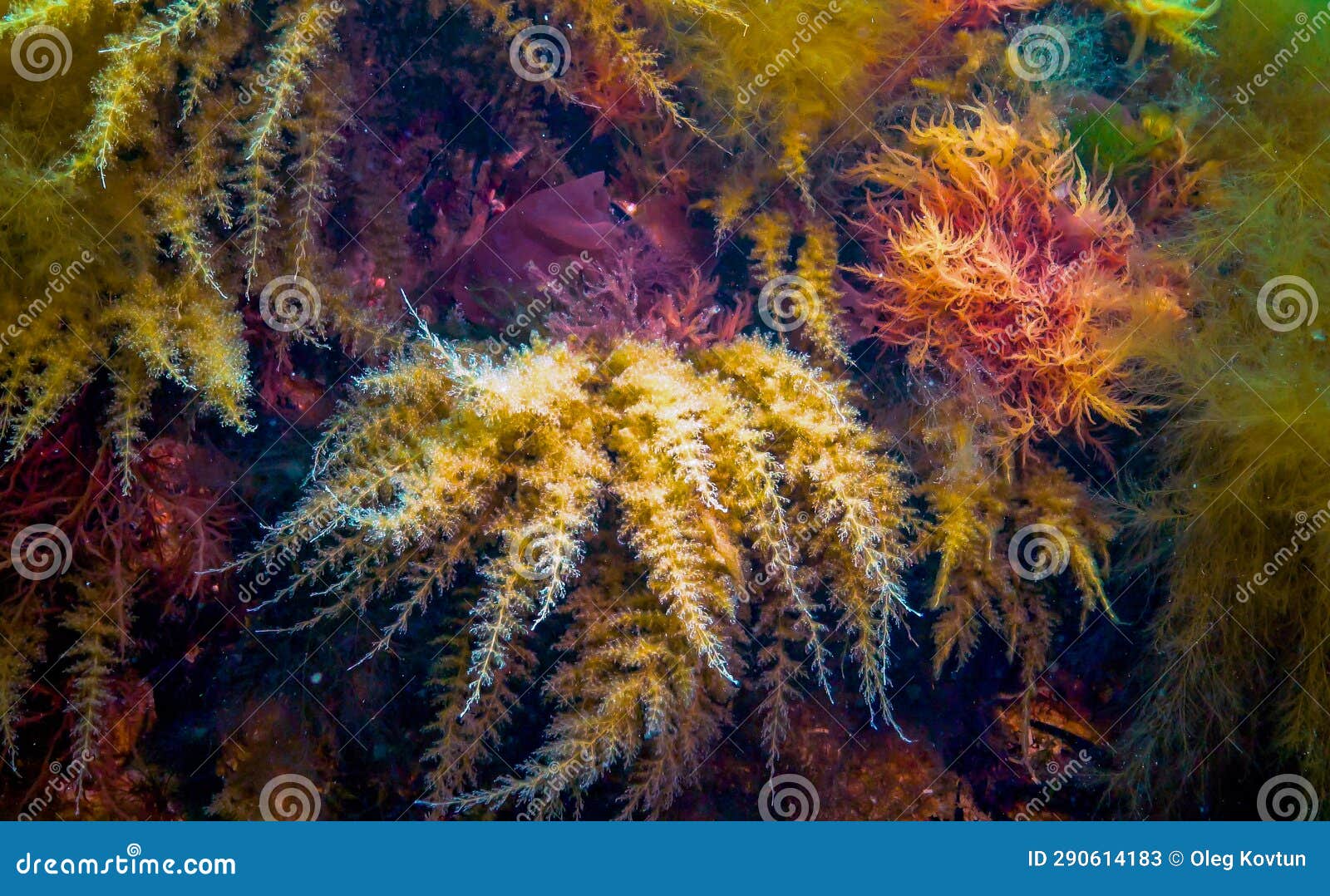 Black Sea, Hydroids Obelia, (coelenterates), Macrophytes Red and Green ...