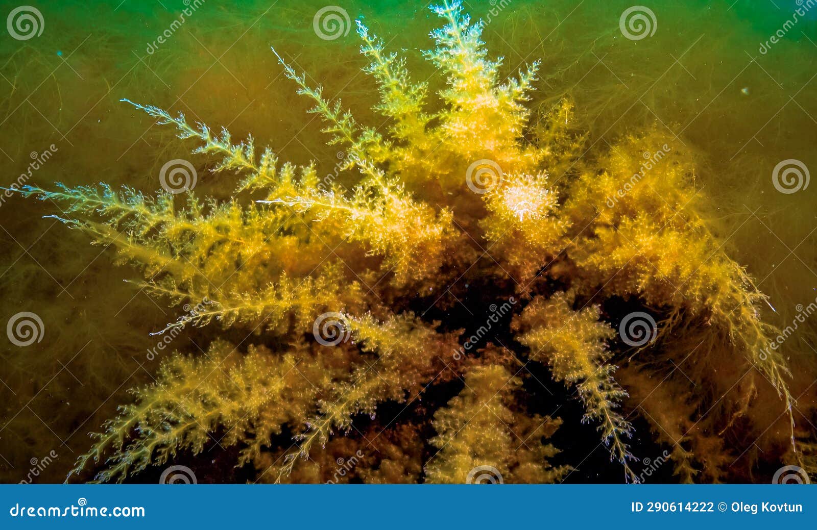 Black Sea, Hydroids Obelia, (coelenterates), Macrophytes Red and Green ...