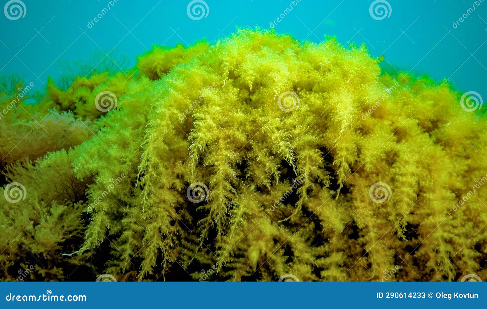 Black Sea, Hydroids Obelia, (coelenterates), Macrophytes Red and Green ...