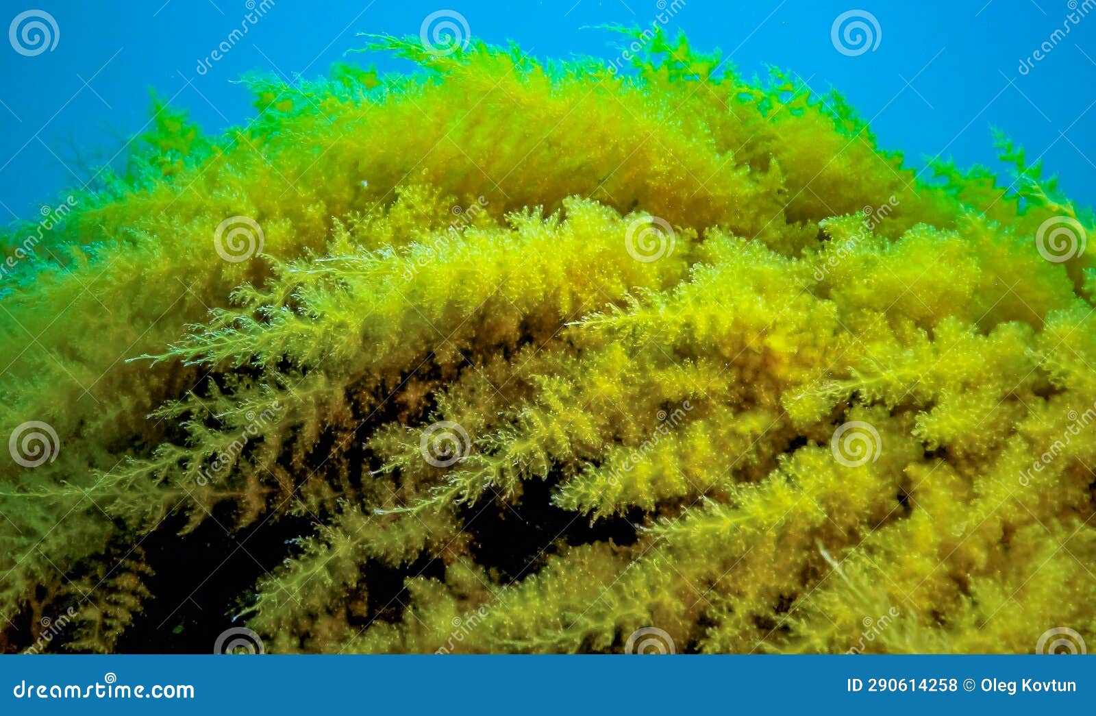 Black Sea, Hydroids Obelia, (coelenterates), Macrophytes Red and Green ...