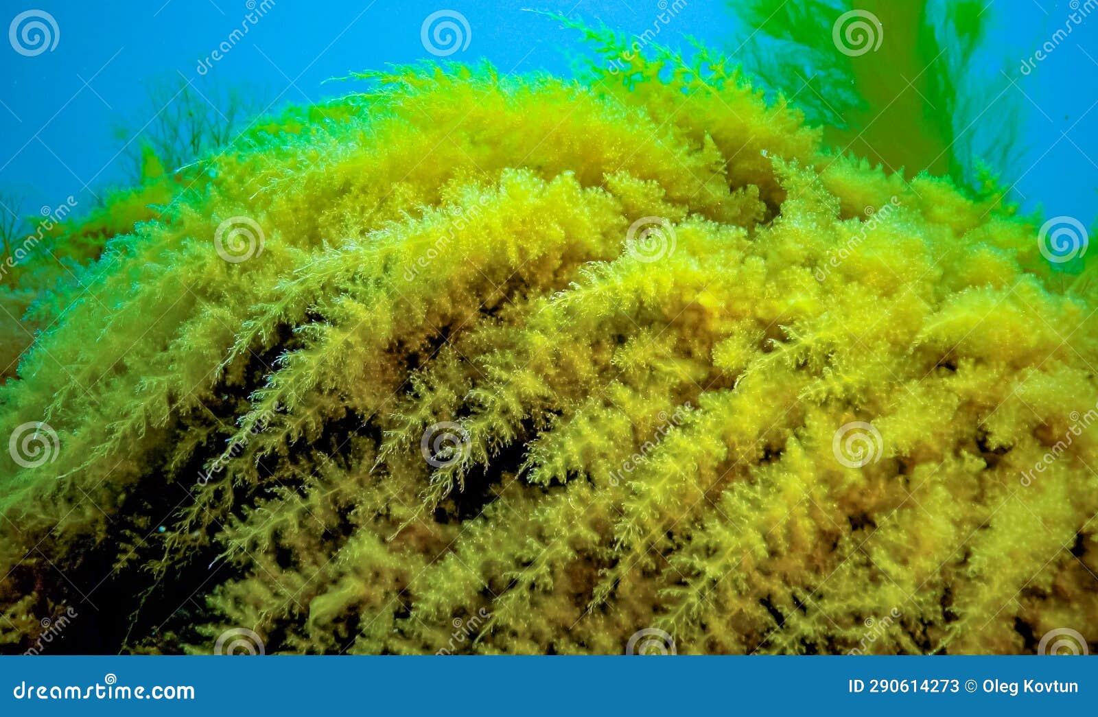 Black Sea, Hydroids Obelia, (coelenterates), Macrophytes Red and Green ...