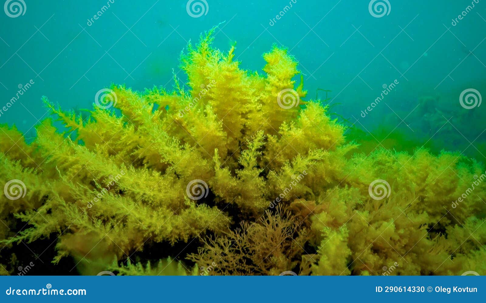 Black Sea, Hydroids Obelia, (coelenterates), Macrophytes Red and Green ...