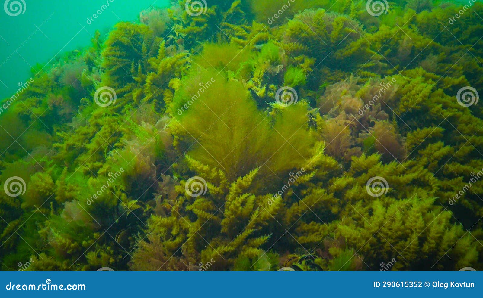 Black Sea, Hydroids Obelia, (coelenterates), Macrophytes Red and Green ...