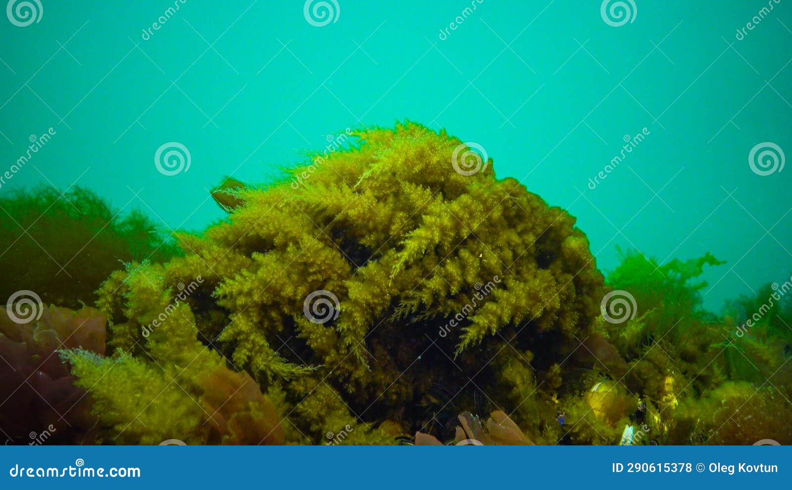 Black Sea, Hydroids Obelia, (coelenterates), Macrophytes Red and Green ...