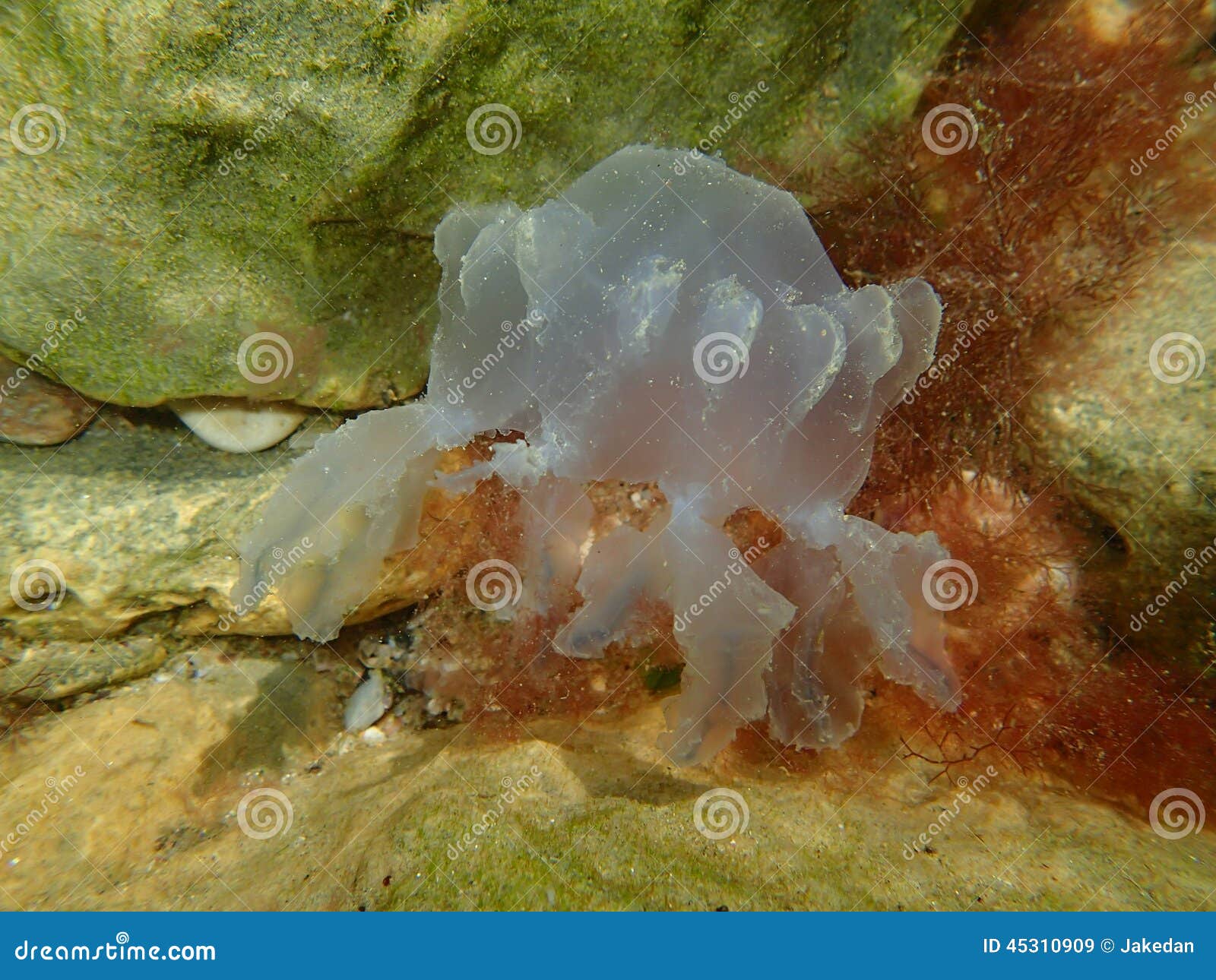 Black Sea jelly fish stock image. Image of nature, fauna - 45310909