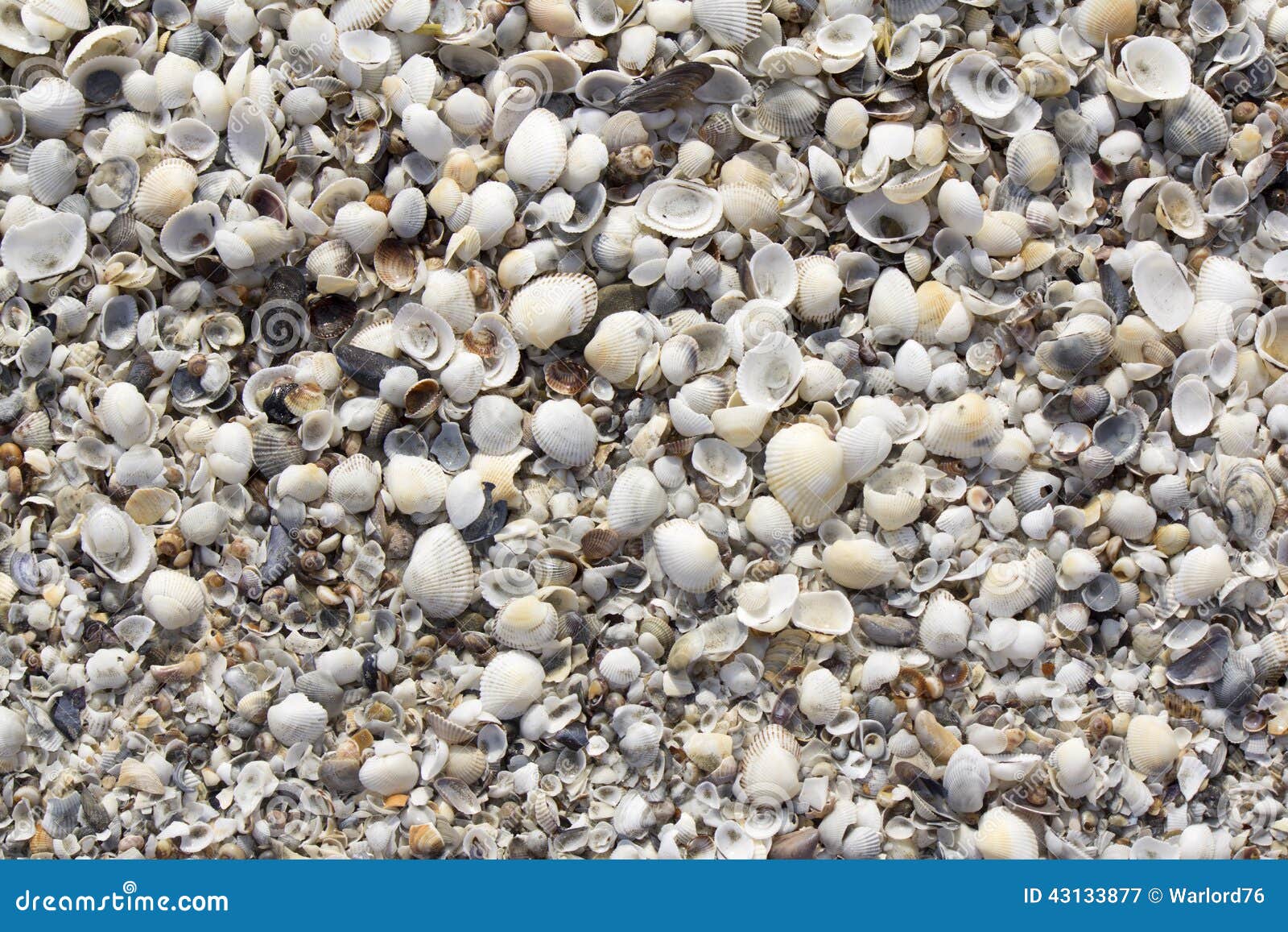 Black Sea Mollusca stock image. Image of water, nature - 43133877