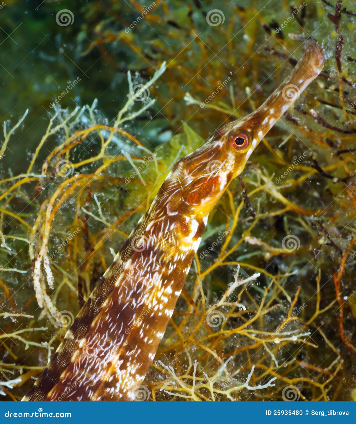 Black Sea pipefish stock photo. Image of color, animal - 25935480