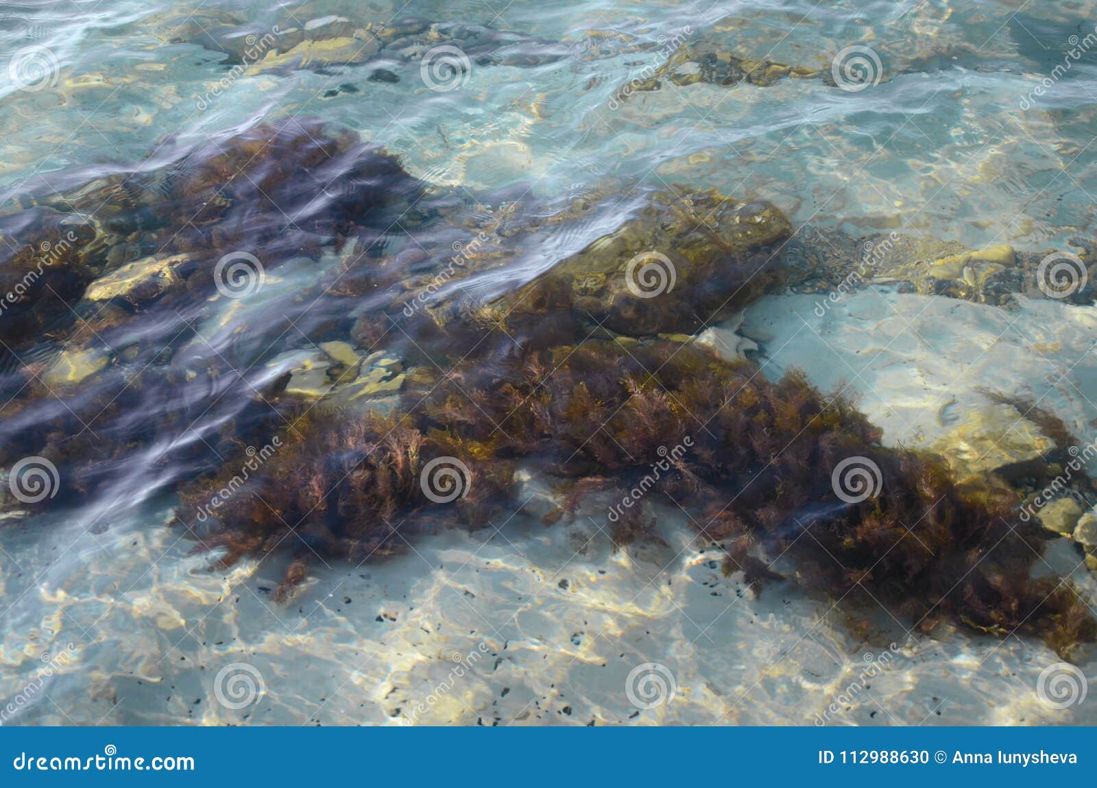 Black Sea. Shallow Water with Algae, Rocks on the Bottom Stock Photo ...