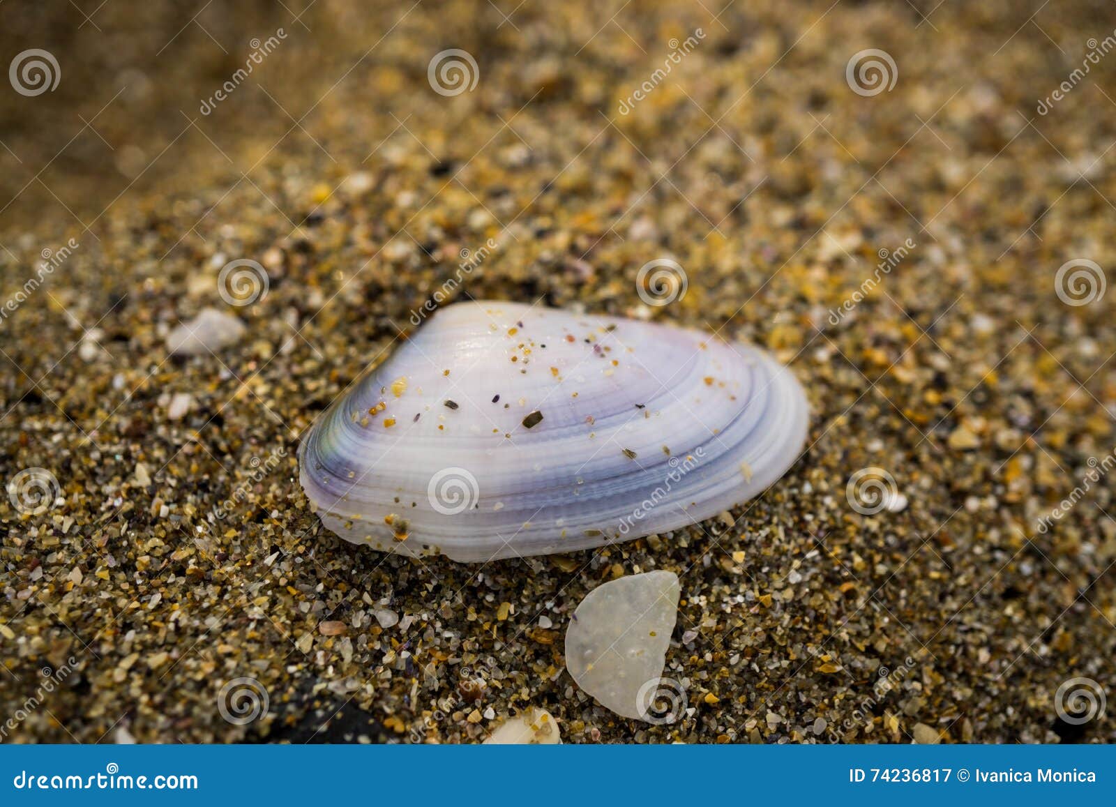 Black sea shell stock image. Image of surf, blue, idyllic - 74236817