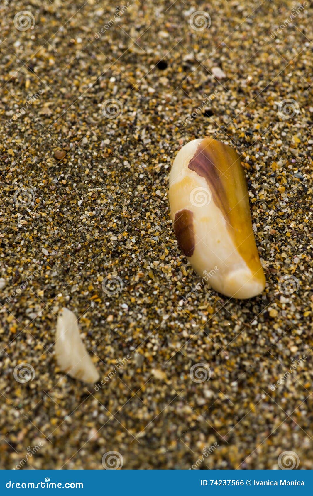 Black sea shell stock photo. Image of islands, seascape - 74237566