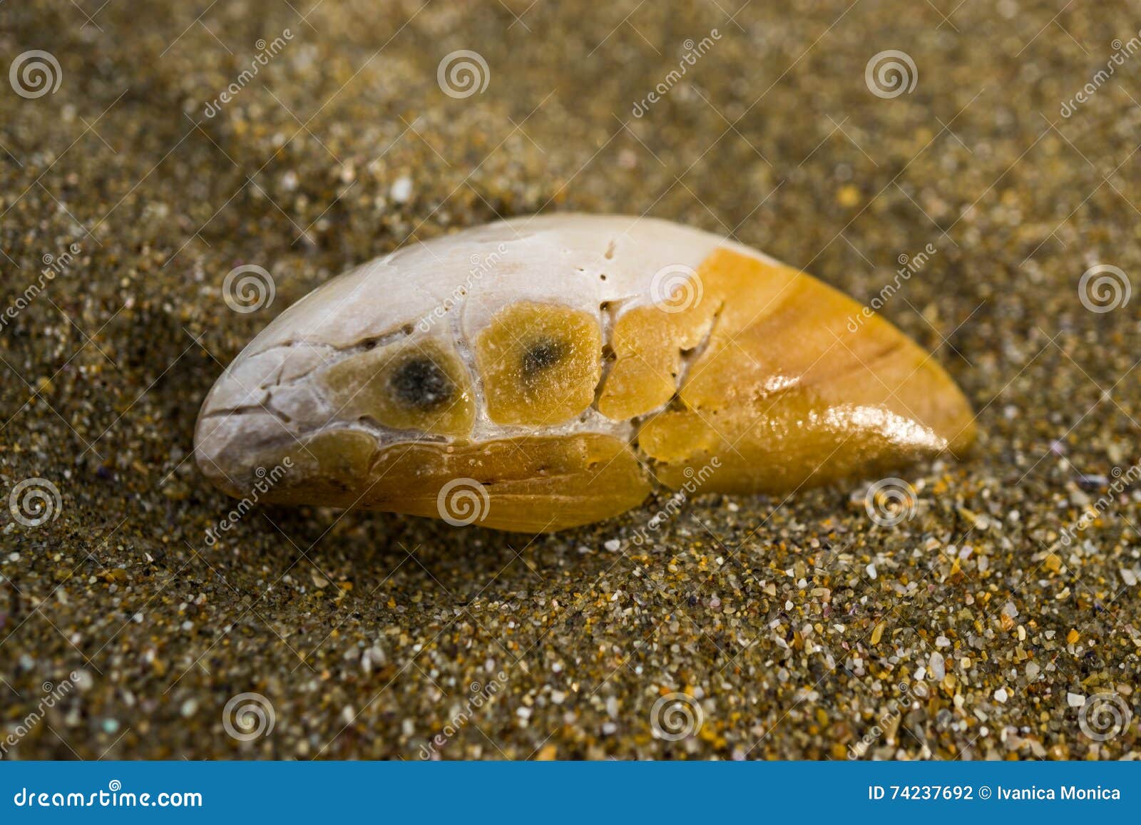 Black sea shell stock photo. Image of rocks, land, amazing - 74237692