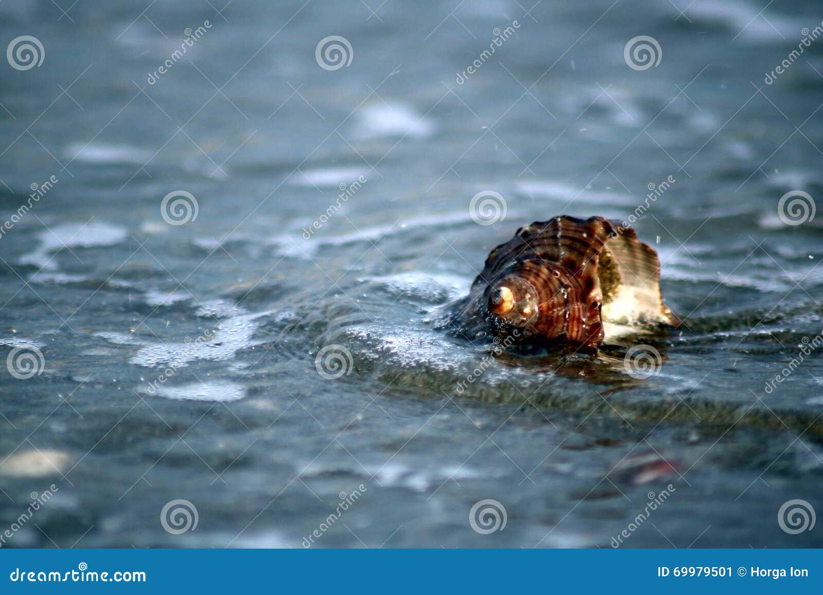 Black sea stock image. Image of shell, beautiful, black - 69979501
