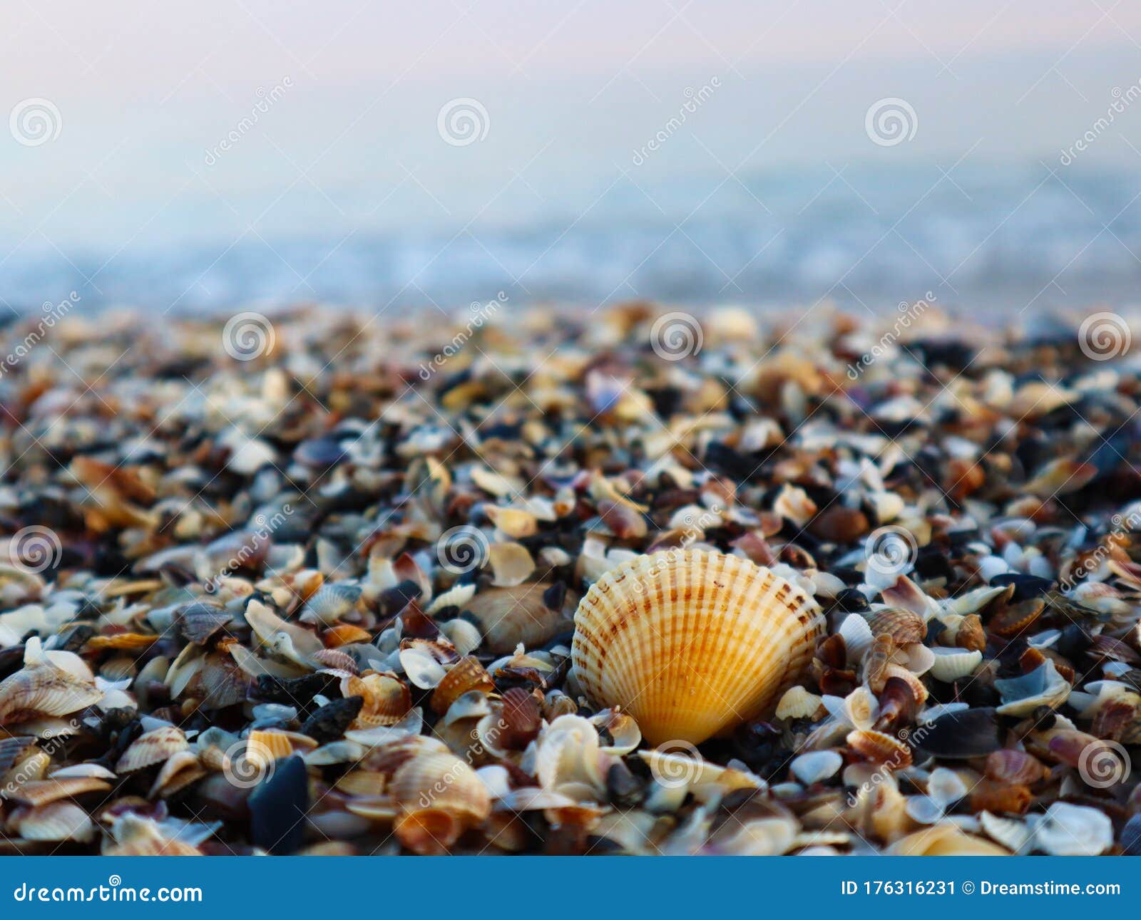Black Sea shell stock image. Image of bottom, beautiful - 176316231