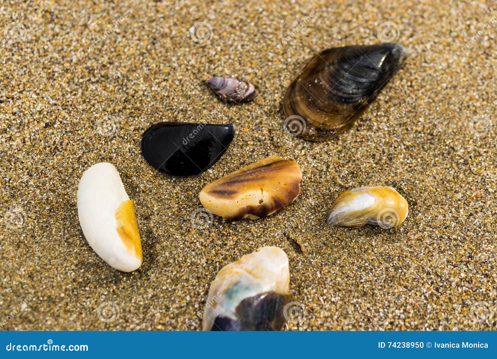 Black Sea Shell on the Sand Stock Photo - Image of romania, relaxation ...