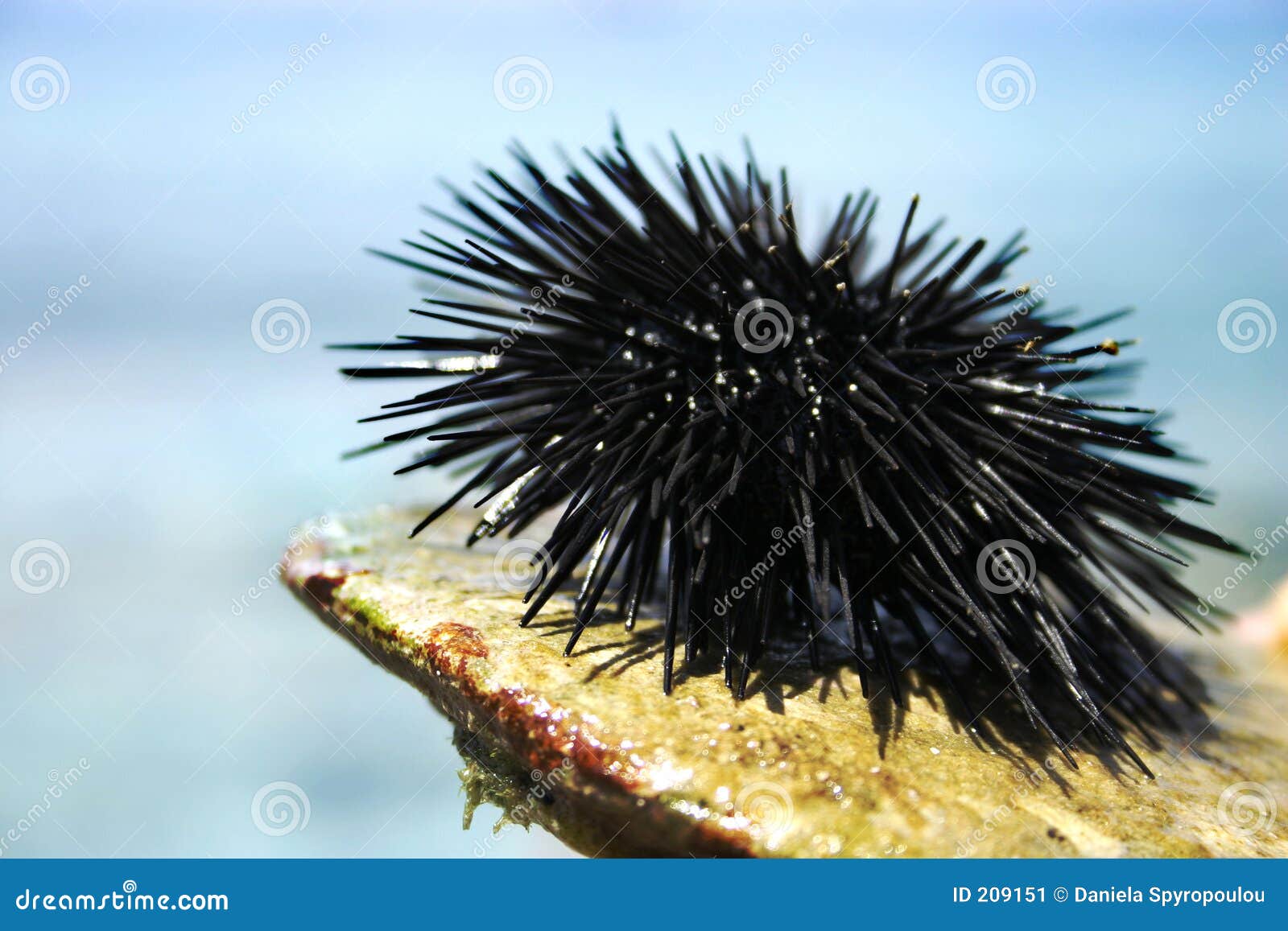 Black sea urchin stock image. Image of vacation, echinus - 209151