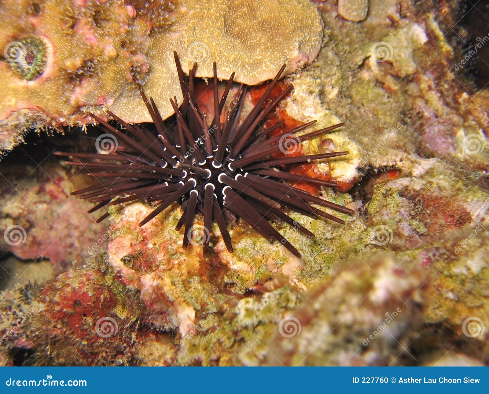 Black Sea Urchin stock photo. Image of round, sharp, reef - 227760