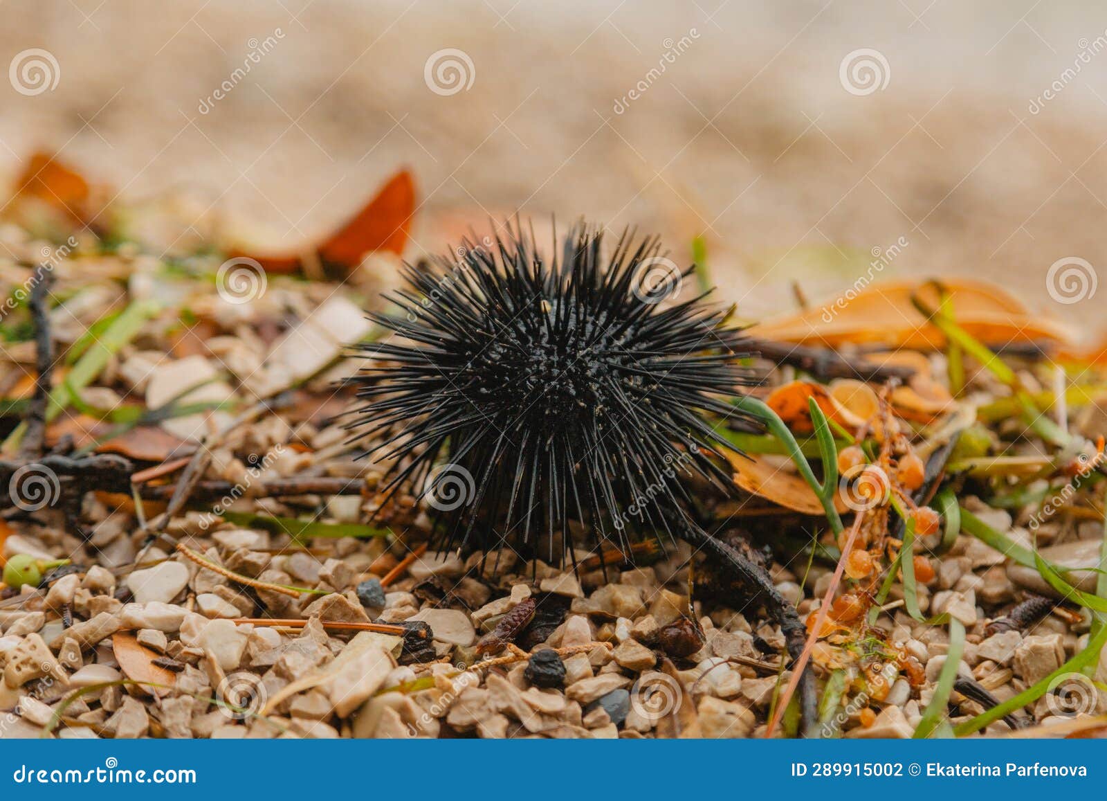 A Black Sea Urchin Lies on a Stone Beach Stock Photo - Image of urchins ...