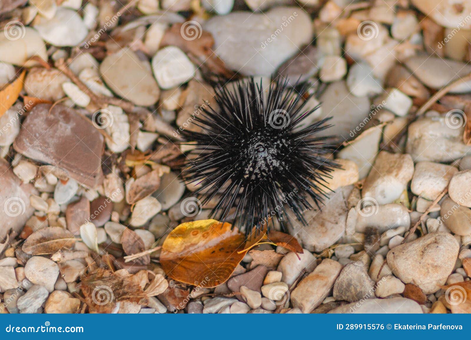 A Black Sea Urchin Lies on a Stone Beach Stock Photo - Image of world ...