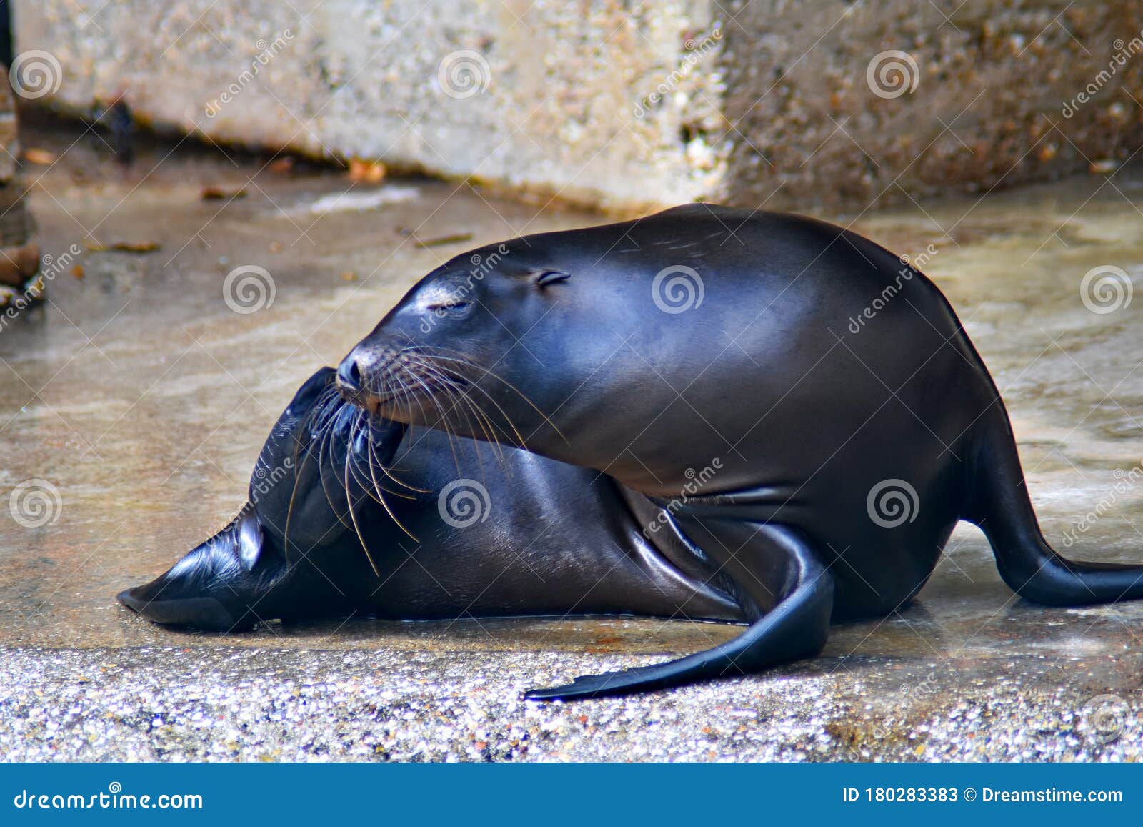 Black Seal, Shiny and Wet on a Stone Surface Stock Image - Image of ...
