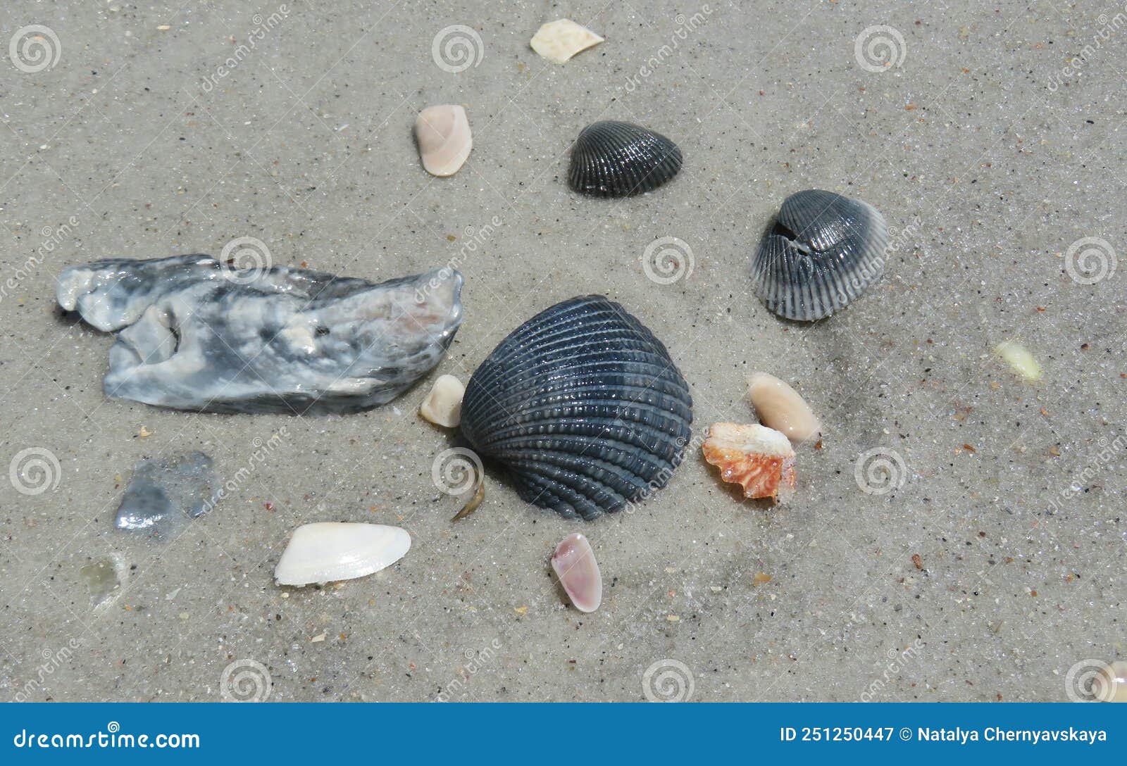 Black Seashells on the Sand Background Stock Image - Image of coast ...