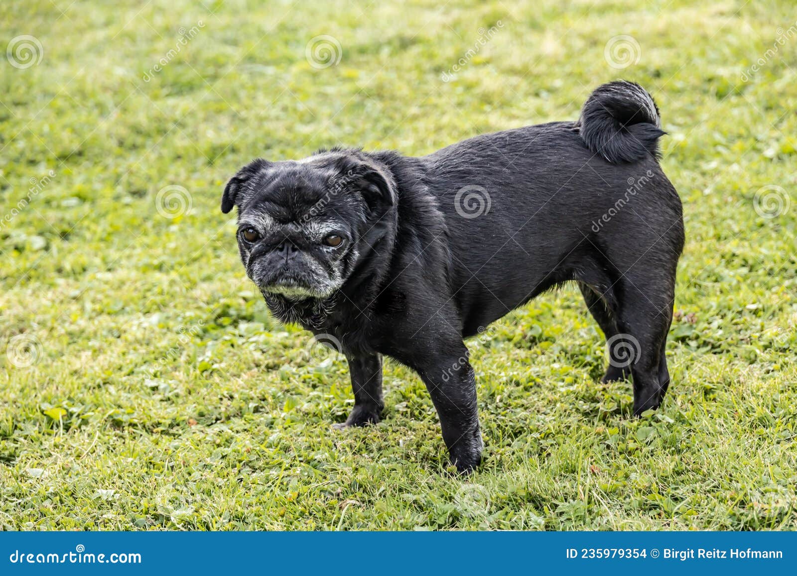 Black senior pug stock photo. Image of summer, animal - 235979354