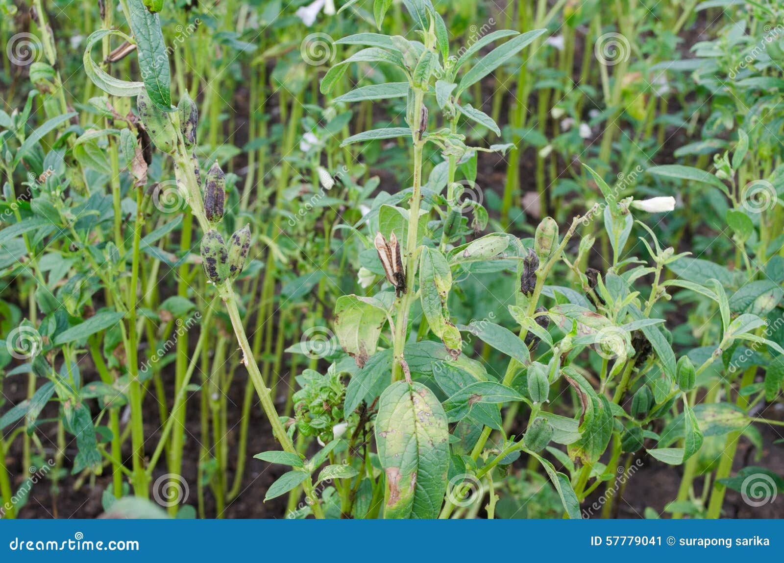 Black sesame in farm stock image. Image of food, black - 57779041