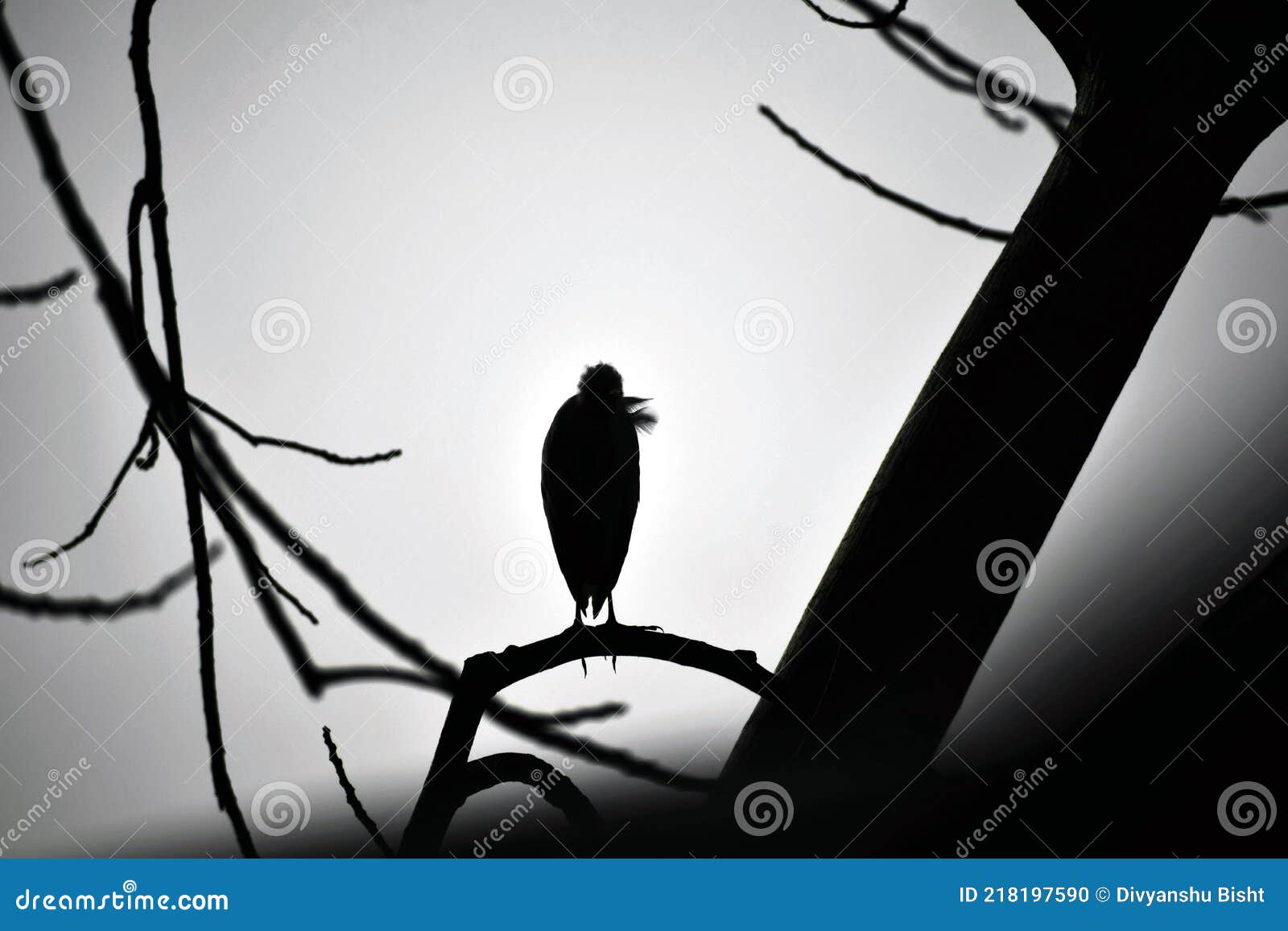 Black Shadow of a Bird Sitting on a Tree Branch Isolated on White ...
