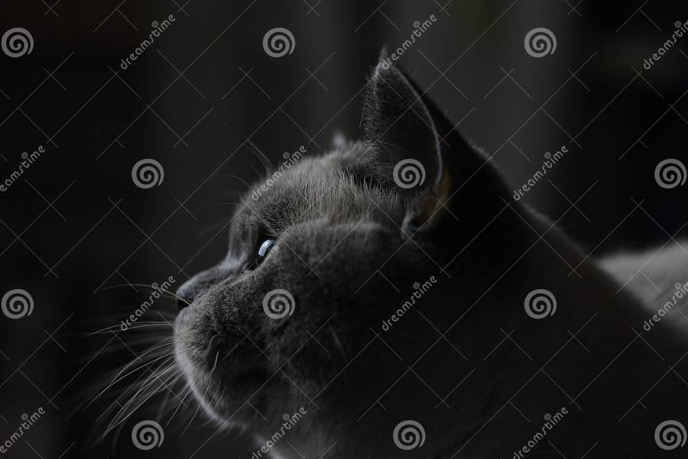 Black Shadow Cat Silhouette Stock Image - Image of shadow, silhouette ...