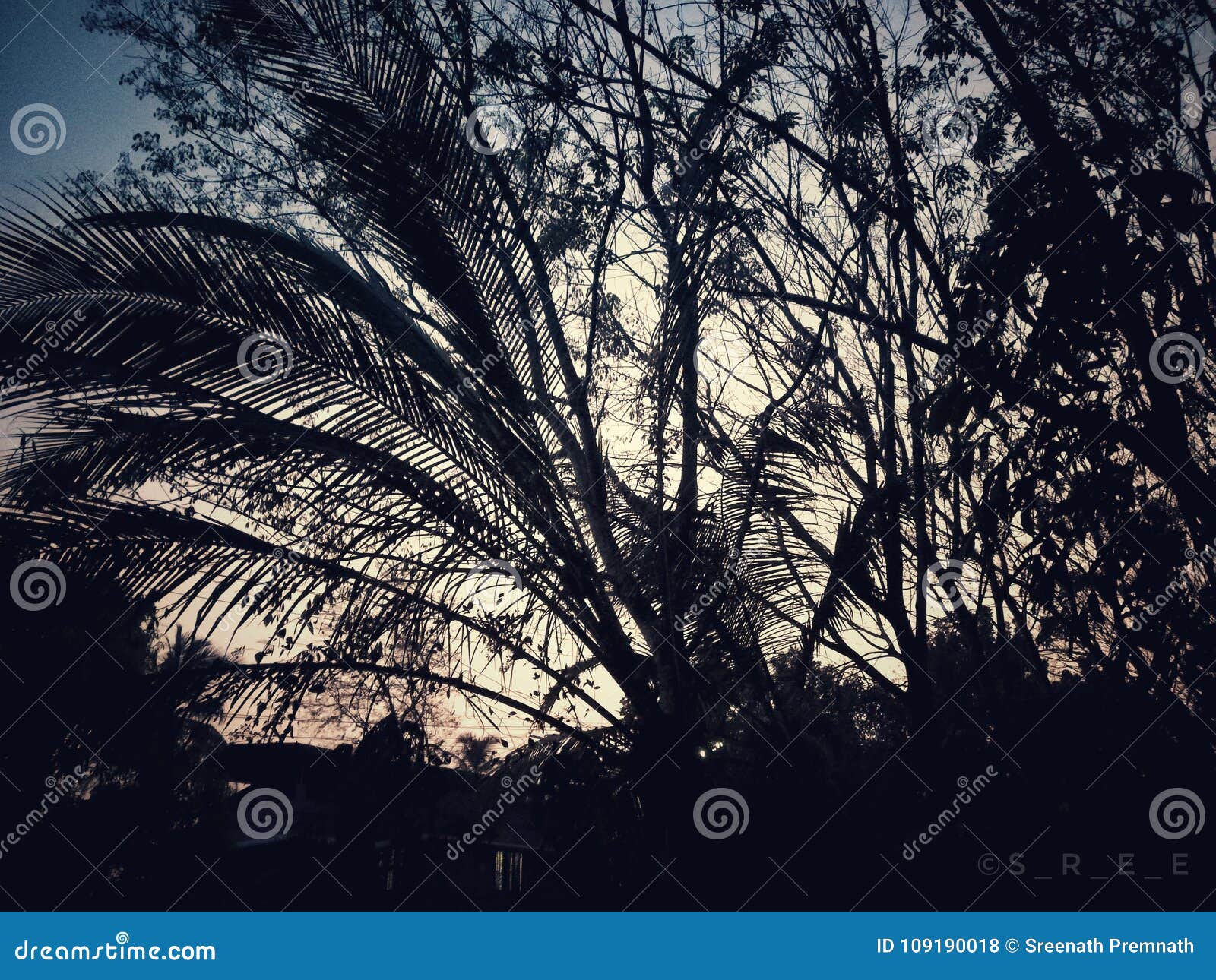 Black stock photo. Image of trees, black, shadow, nature - 109190018