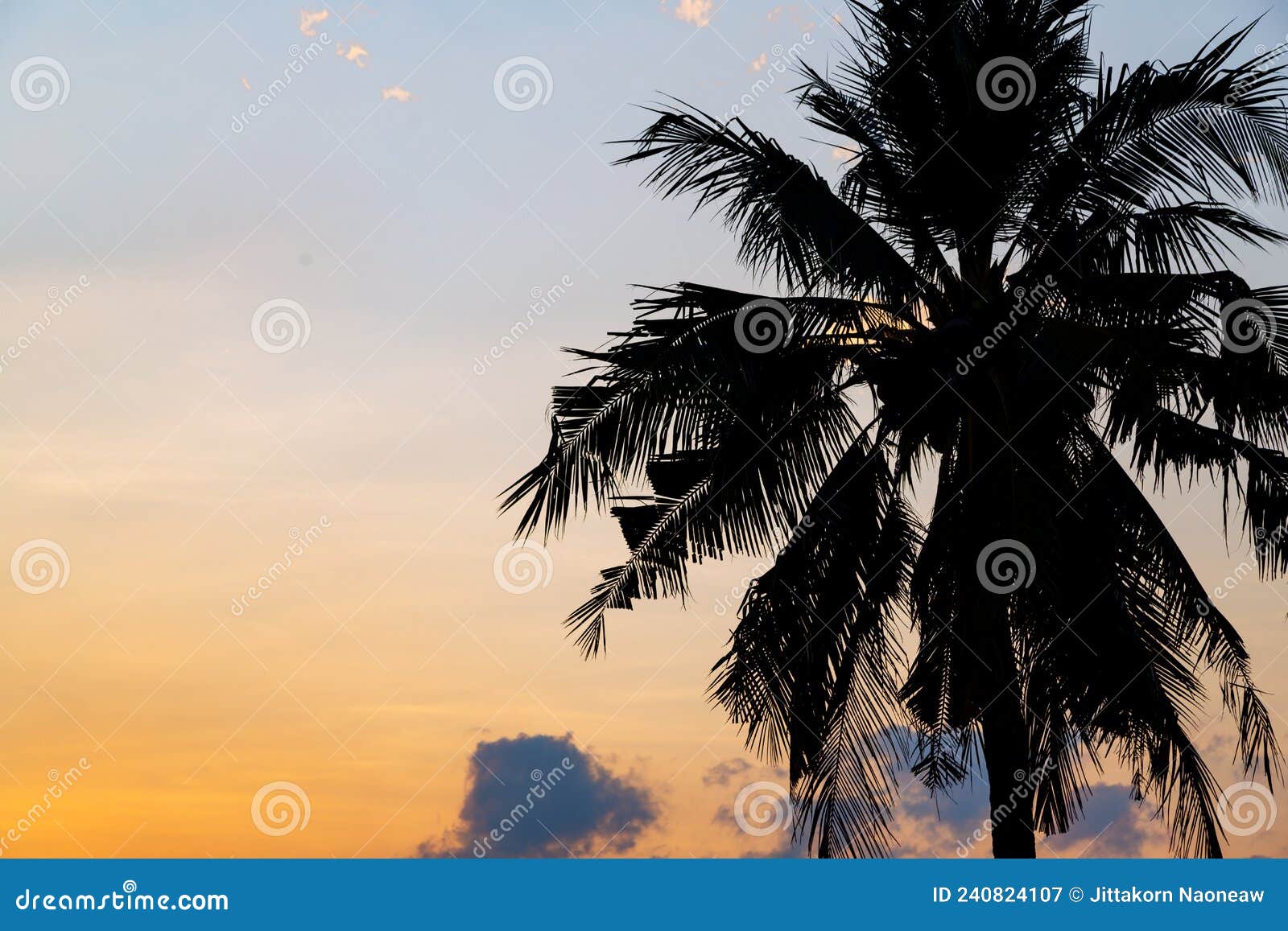 Black Shadow Silhouette Coconut Tree Lonely Evening Light Sunset Stock ...