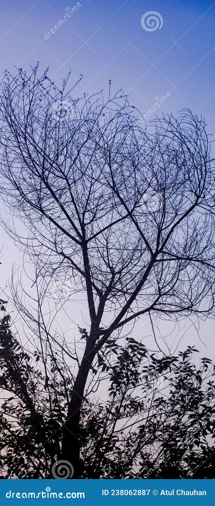 Black Shadow Tree Branch in the Park Stock Image - Image of leaf ...