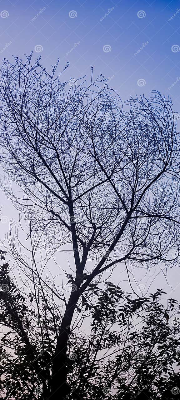 Black Shadow Tree Branch in the Park Stock Image - Image of leaf ...