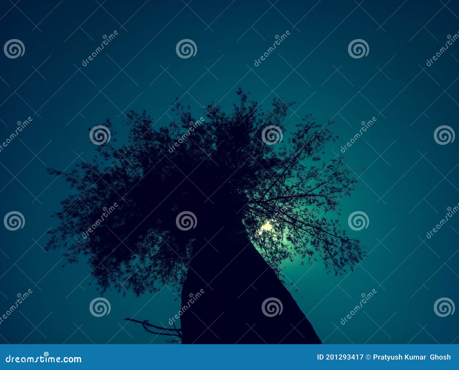 Black Shadow of a Tree in a Full Moon Night Stock Image - Image of ...